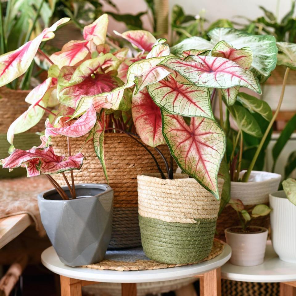 Top 5 Indoor Plant Trends | Love The Garden