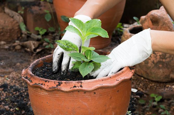 The right pot for your crop - Scotts Australia