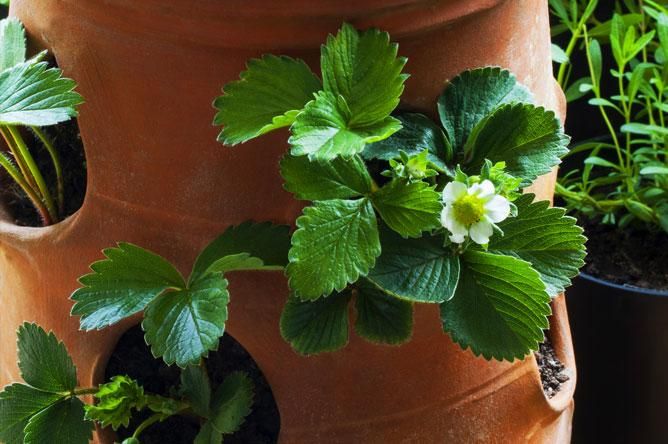 The right pot for your crop - Scotts Australia