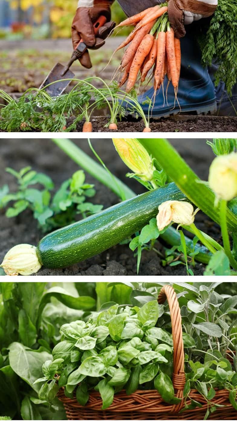Winter Vegetables To Grow - Scotts Australia