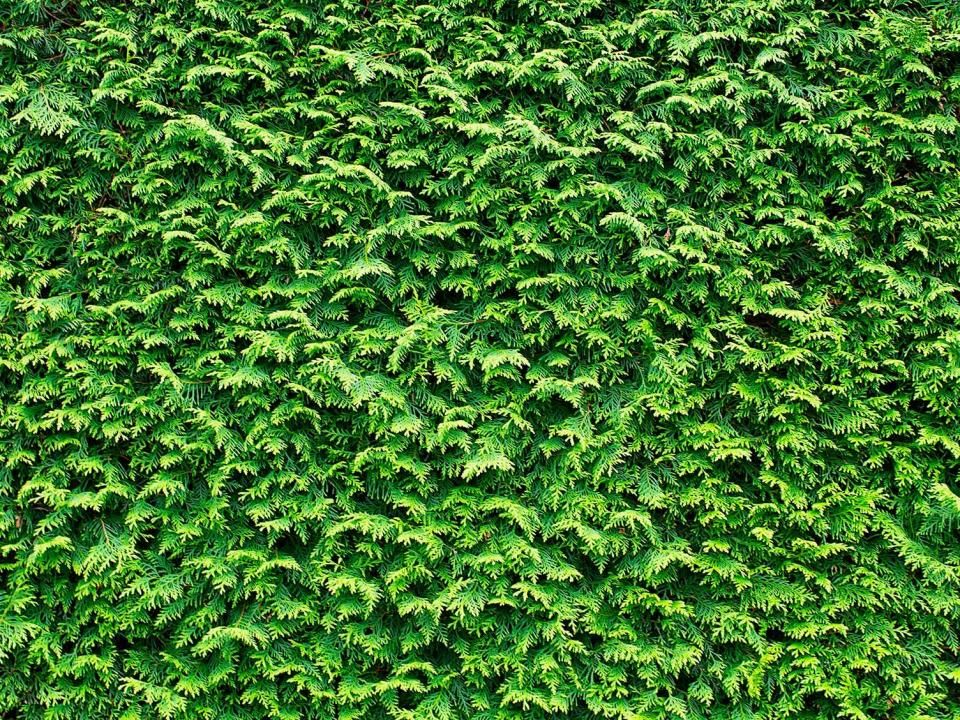 I need a fast growing hedge for privacy | Love The Garden