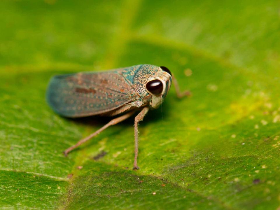 A guide to common leaf problems | Love The Garden