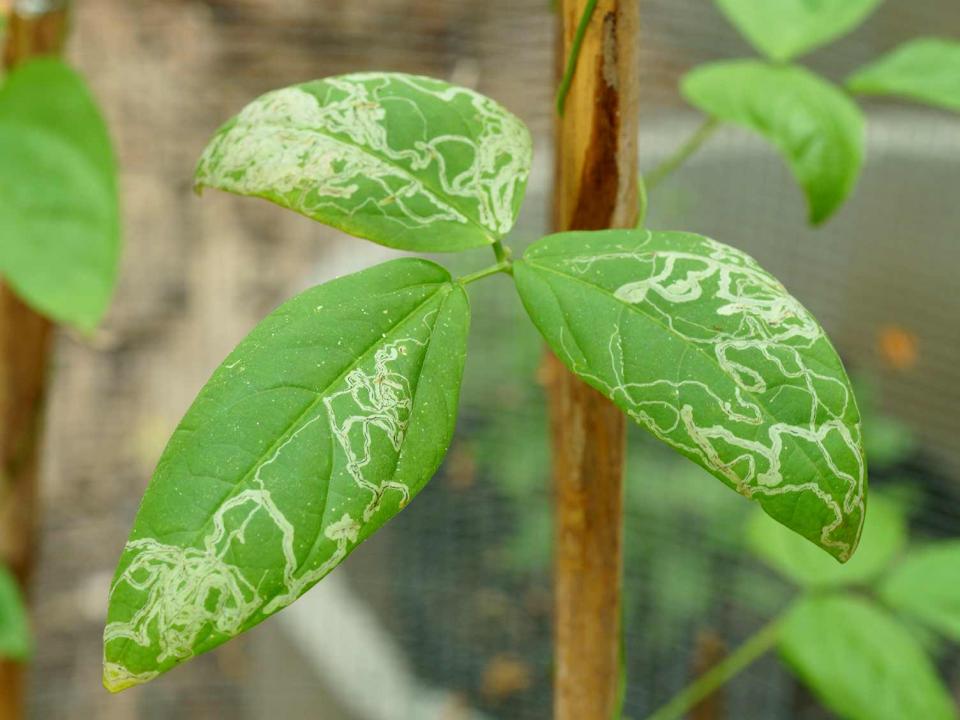 A guide to common leaf problems | Love The Garden