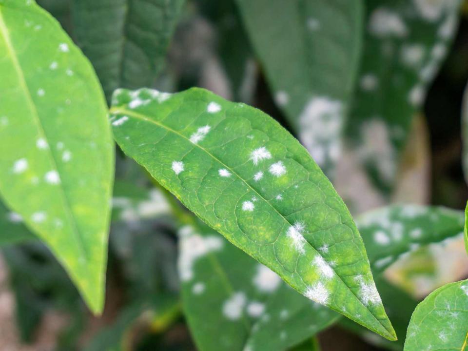 A guide to common leaf problems | Love The Garden