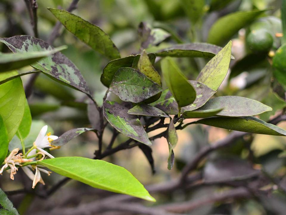 A guide to common leaf problems | Love The Garden