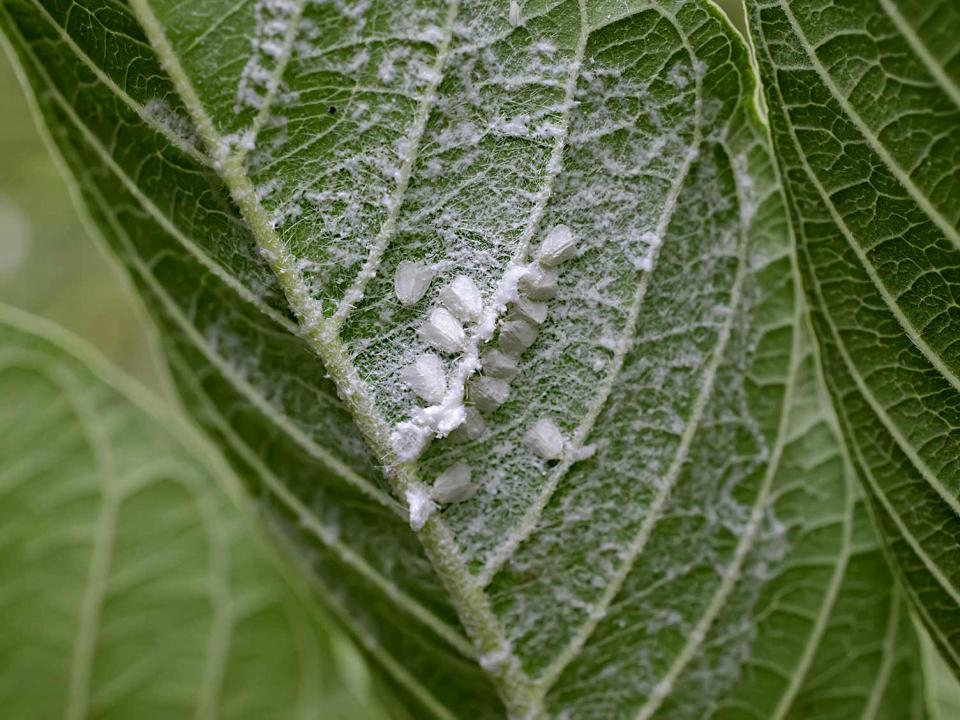 A guide to common leaf problems | Love The Garden