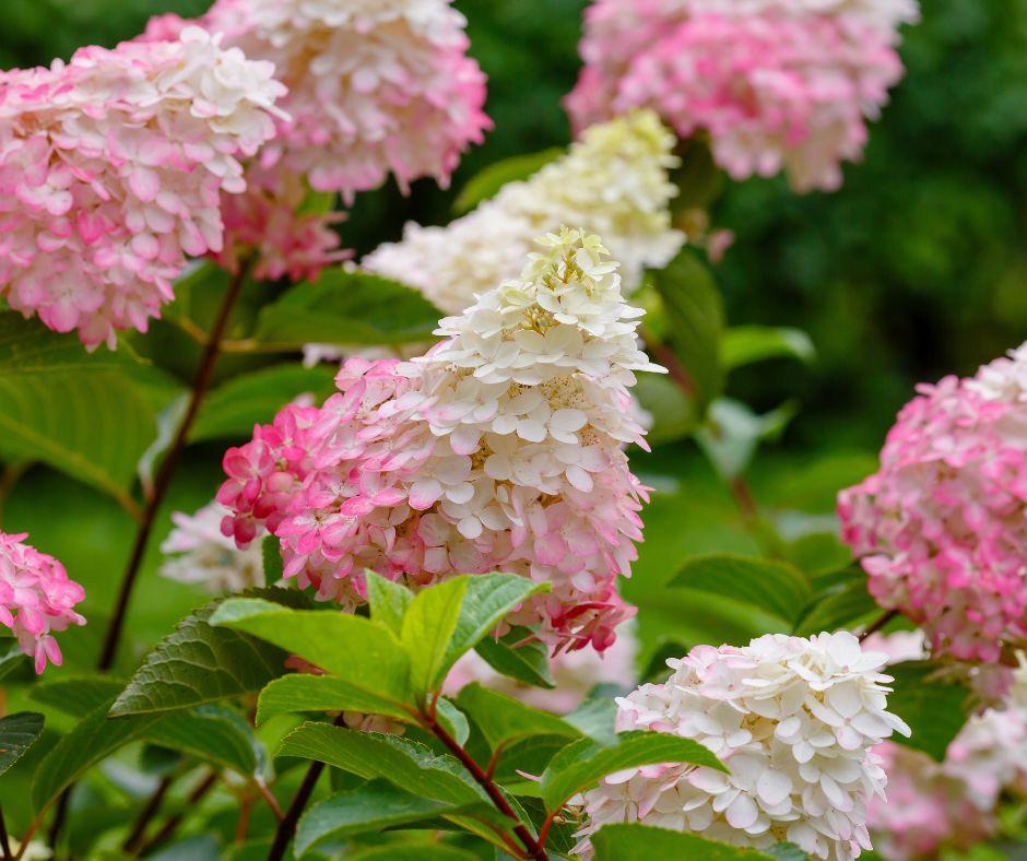 5 Hydrangea Varieties For Your Garden | Love The Garden
