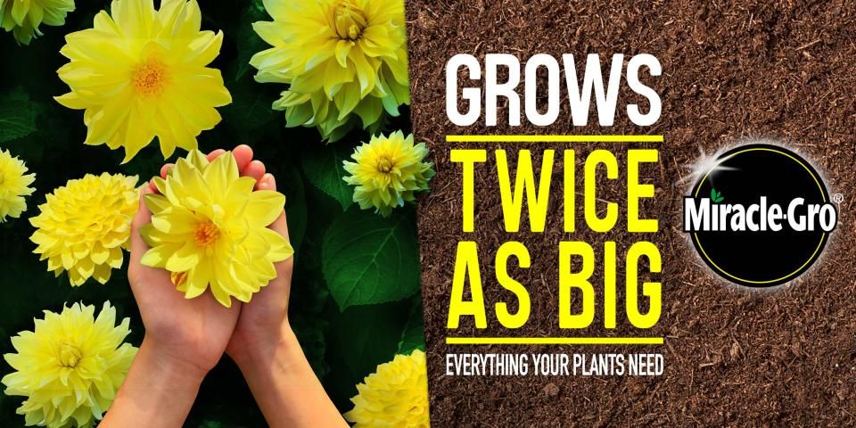 Miracle-Gro® - The Official UK Site