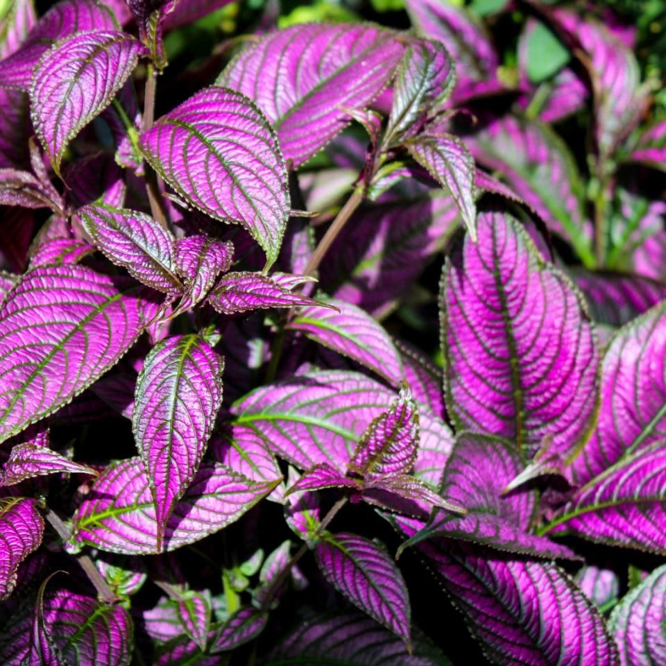 Colourful Indoor Plants For Your Home | Love The Garden