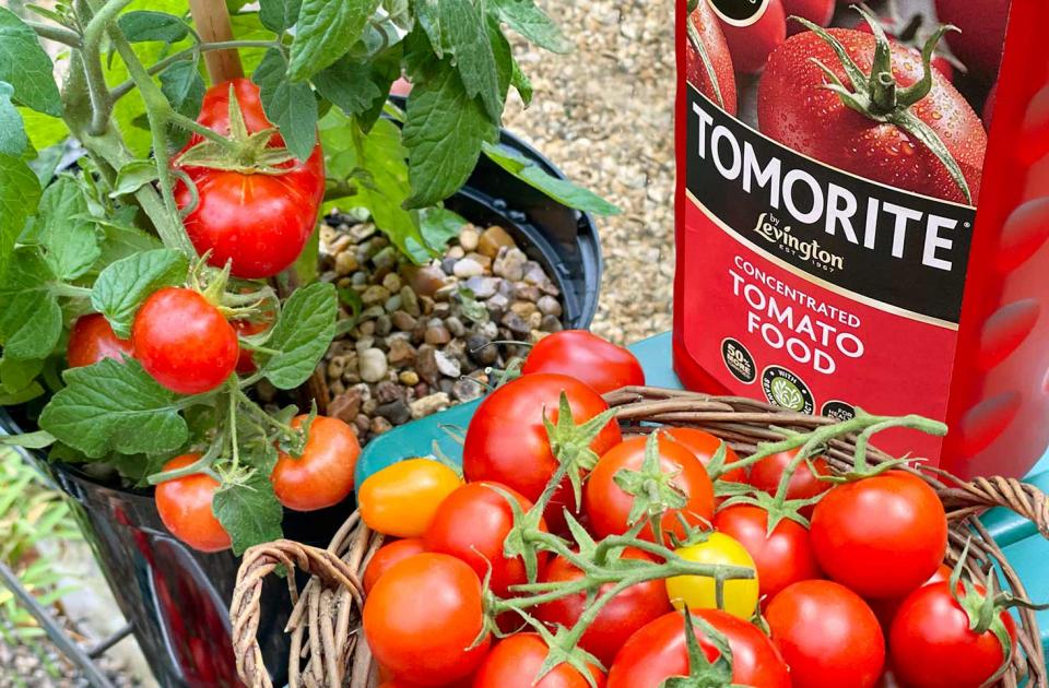 Levington® Tomorite® | Love The Garden