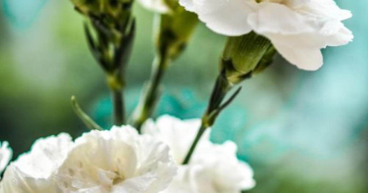 Birth Month Flowers: A Guide | Love The Garden