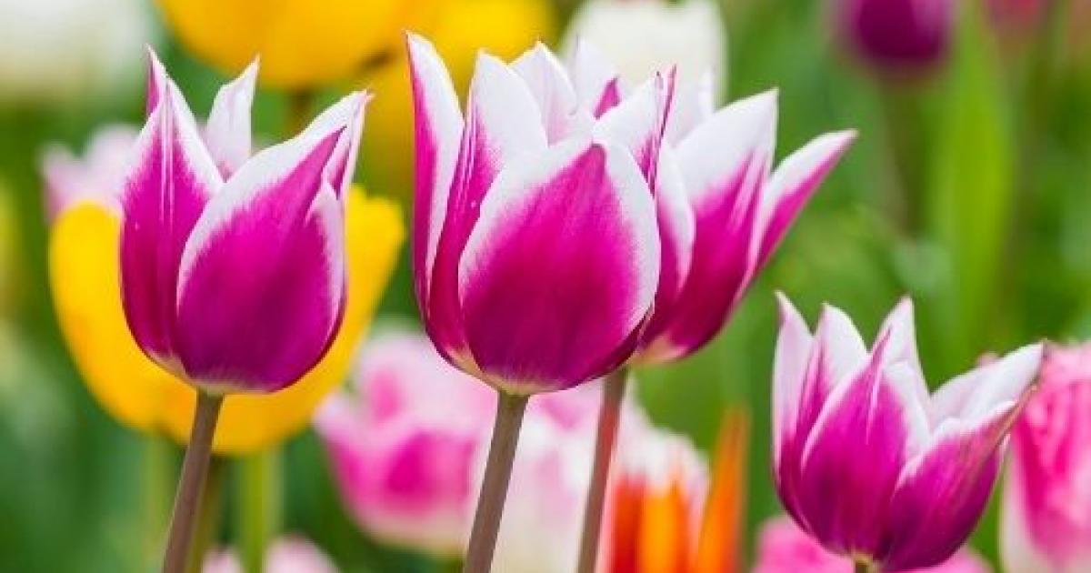 5 Fantastic Flower Bulb Design Ideas | Love The Garden