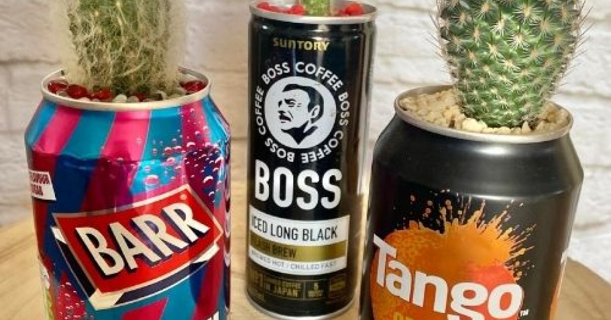 How to Grow a Cactus in a Can | Love The Garden