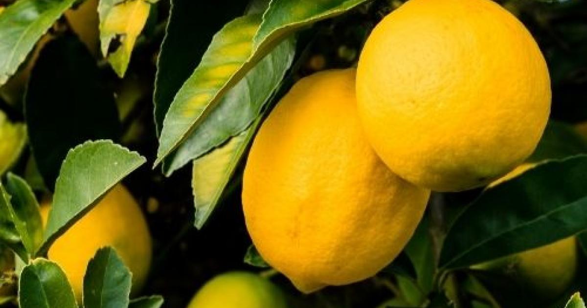 Most Common Citrus Pests & Diseases - Love The Garden