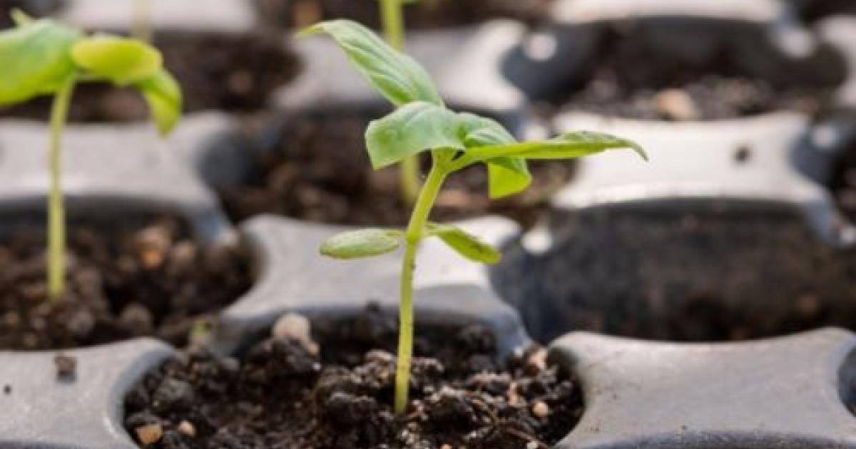 How To Germinate Seeds In 4 Easy Steps - Love The Garden