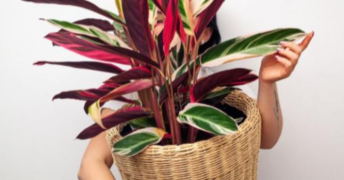 Top 5 Indoor Plant Trends | Love The Garden