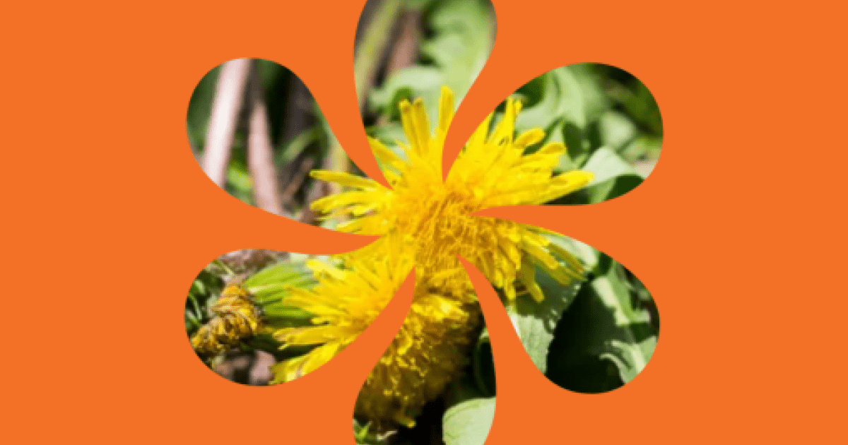 Weed Warriors Winning the Battle Against Lawn Invaders | Love The Garden