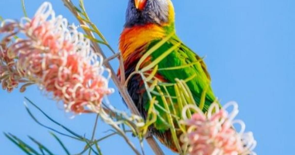 Top 5 Australian Native Plants | Love The Garden