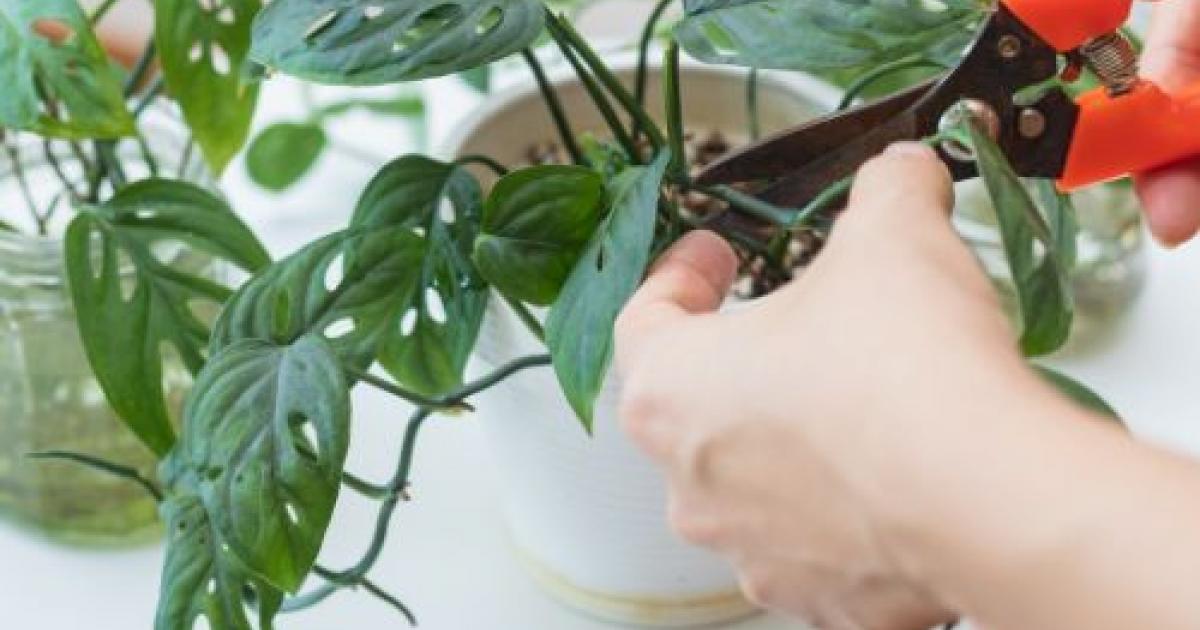 Plant Propagation: Learn How to Propagate Plants | Love The Garden