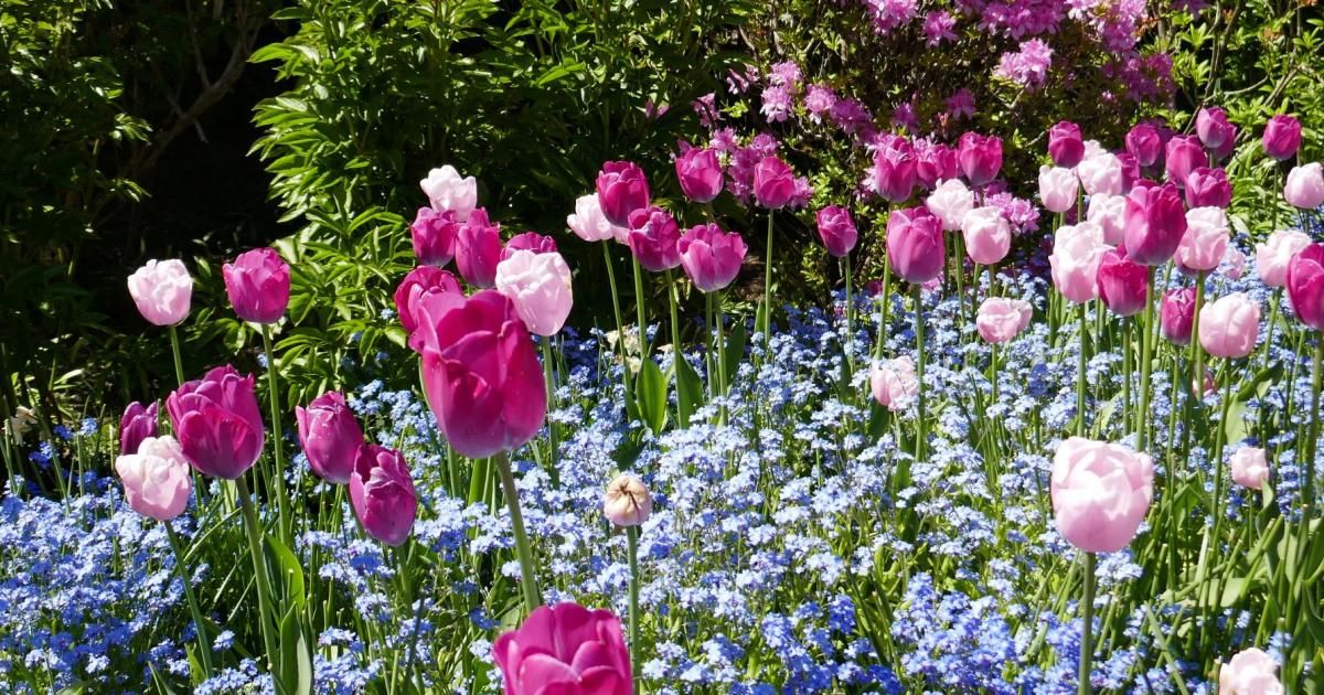 What to plant in September in Australia | Love The Garden