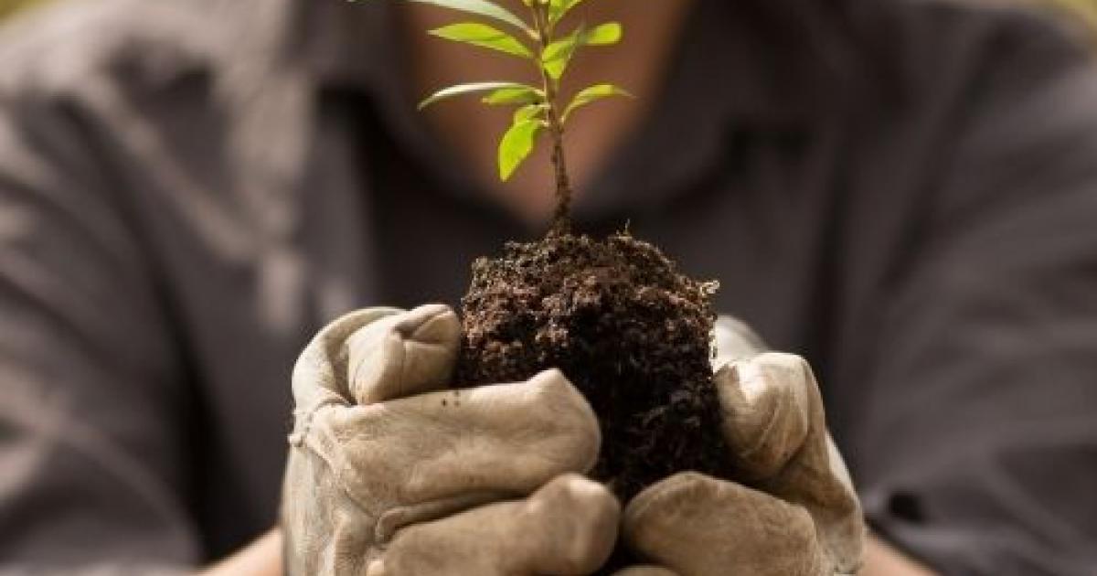 Planting 200 Native Trees| Love The Garden