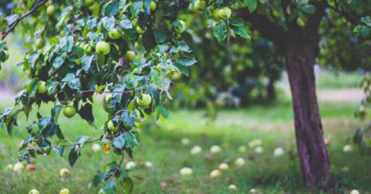 Hoe plant je een boom in de tuin? | Ilovemygarden