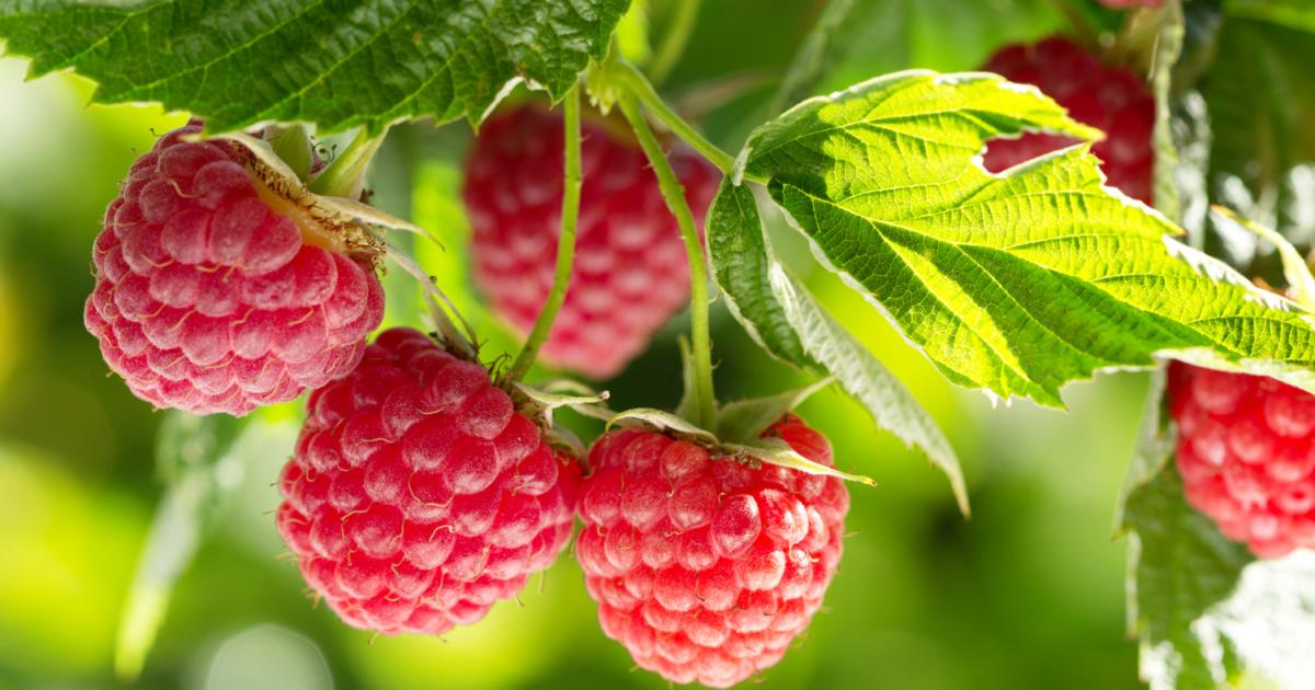 Beerenobst | Liebe Deinen Garten DE