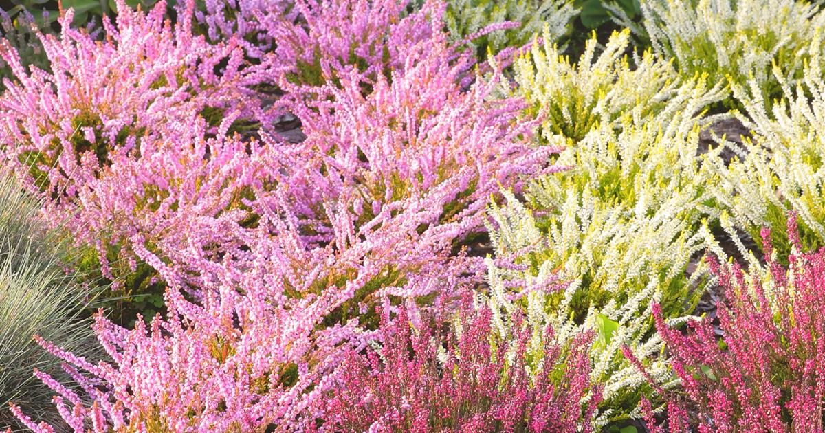 Heidekraut pflanzen und pflegen | Liebe deinen Garten
