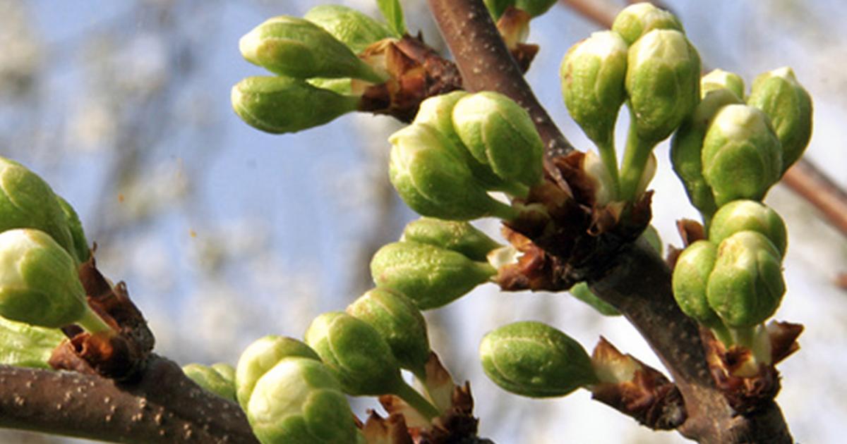 Obstbaumspinnmilbe frühzeitig bekämpfen | Liebe Deinen Garten DE