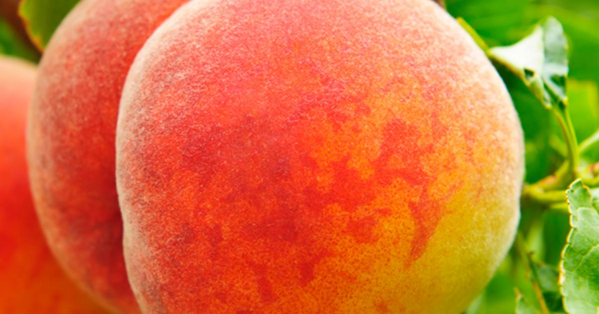 Pfirsich | Liebe Deinen Garten DE