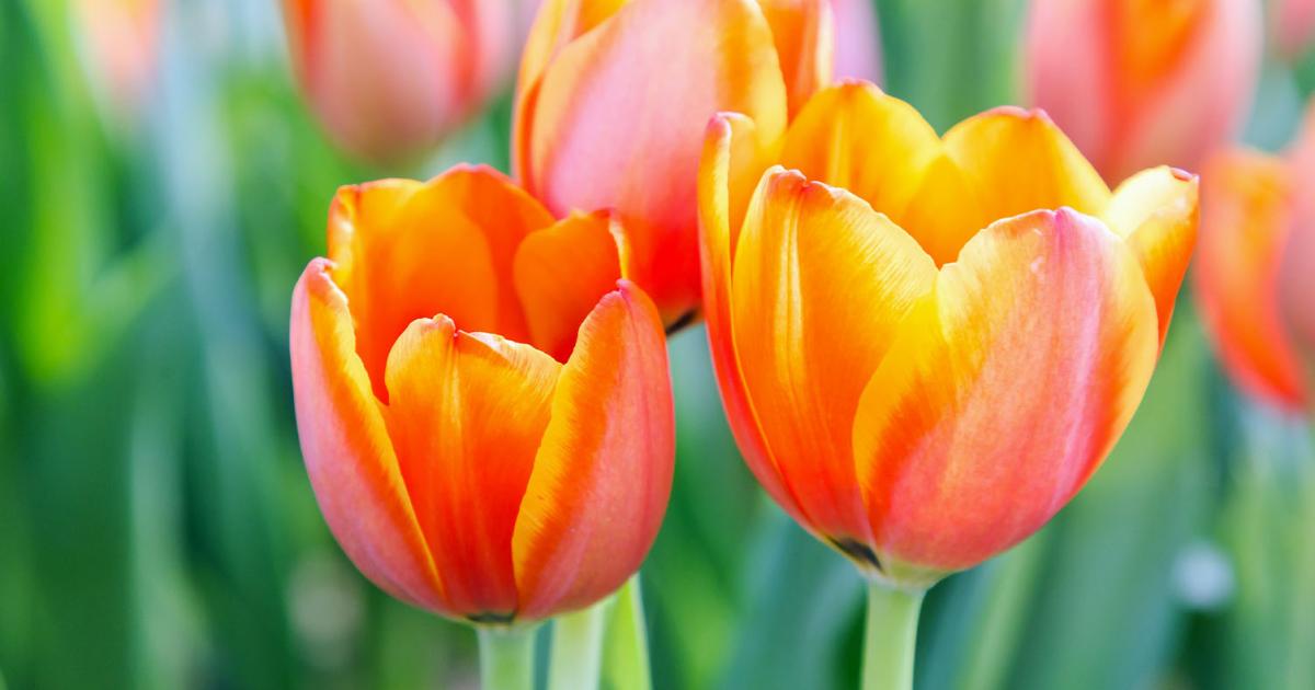 Tulpen richtig pflanzen und pflegen | Liebe Deinen Garten