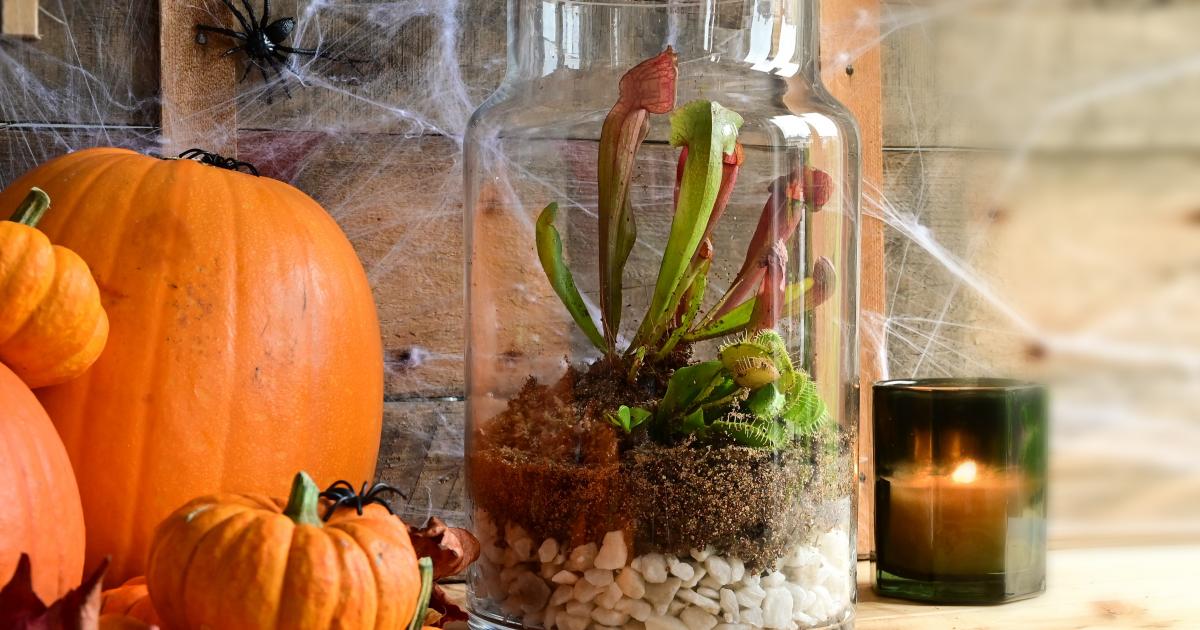 Spooky plants for Halloween | Love The Garden