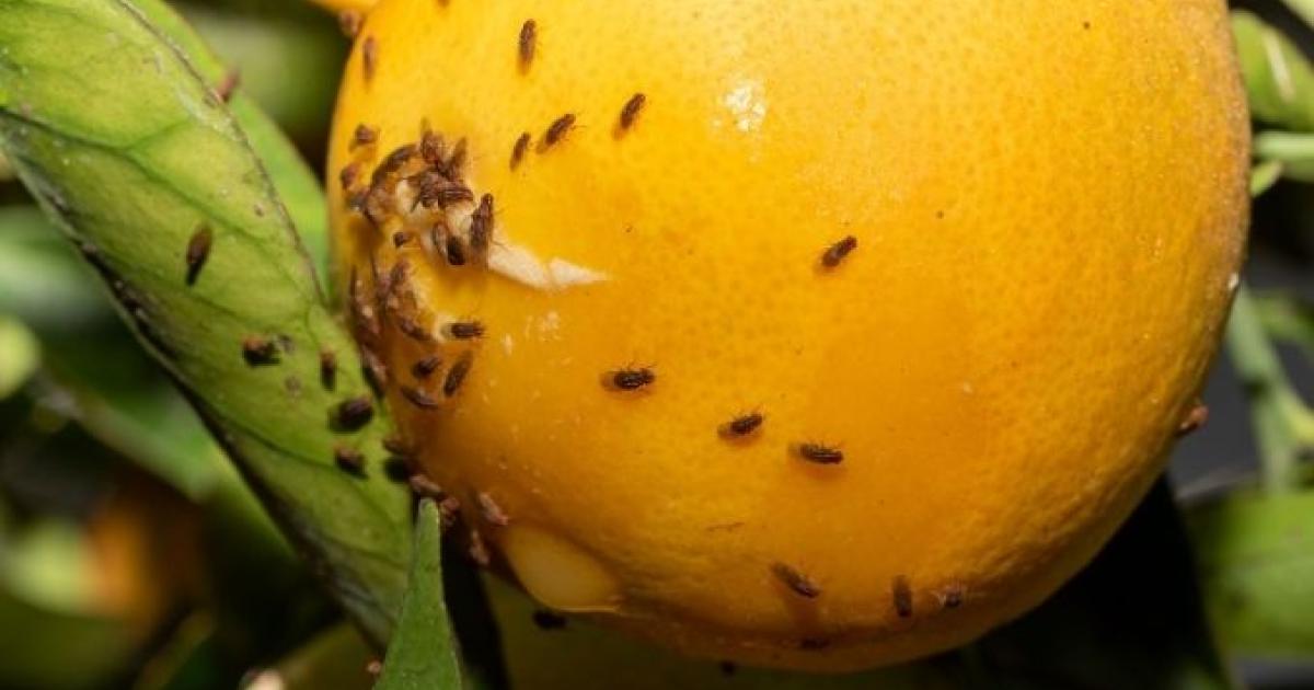 Citrus Pests Uk