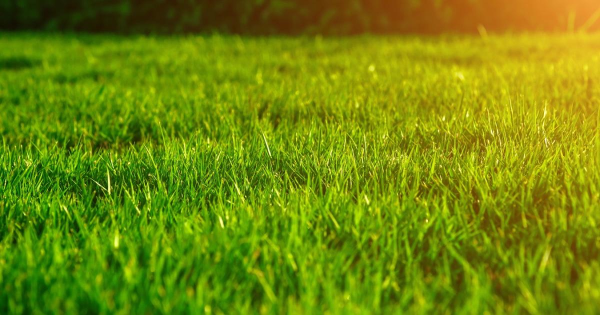 Comment entretenir votre gazon en février? | Ilovemygarden