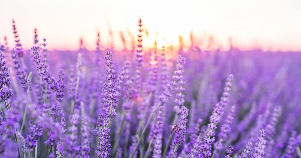 How to grow and care for lavender | Love The Garden