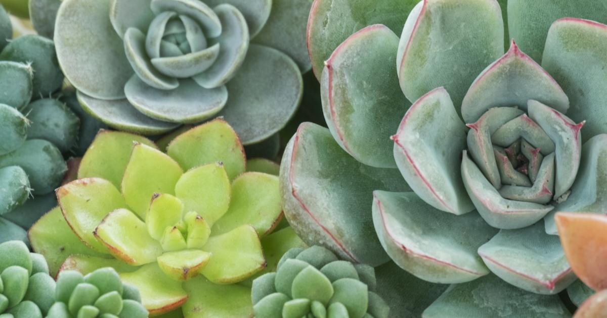 The Essential Guide to Cacti and Succulents | Love The Garden