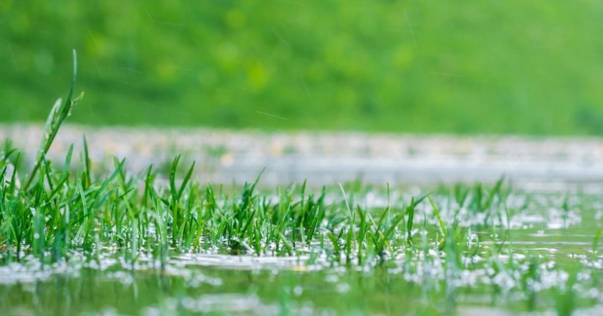 It’s Raining Non-Stop, My Lawn is a Puddle - Help! | Love The Garden