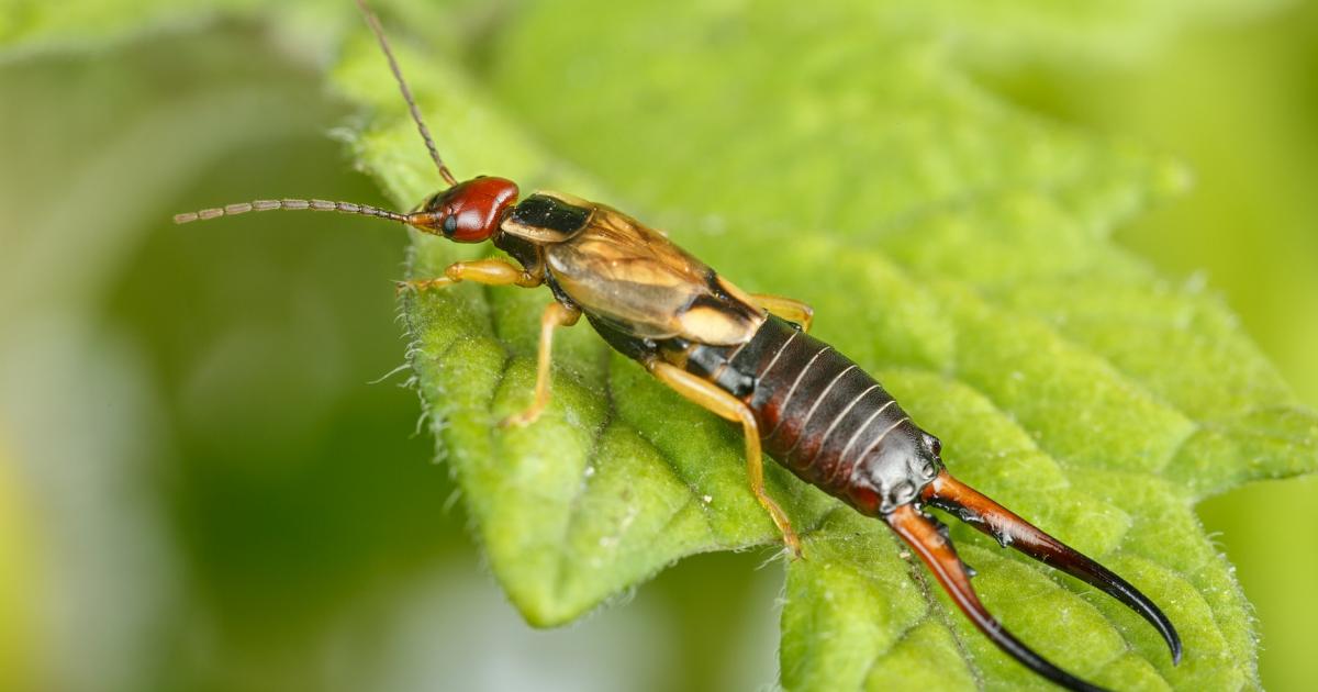 Perce-oreille | Ilovemygarden