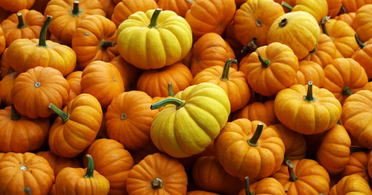 Oogst pompoenen in de herfst | Ilovemygarden