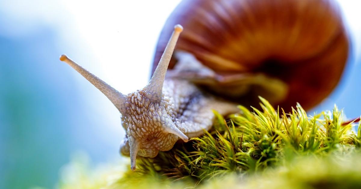 Slakken | Ilovemygarden