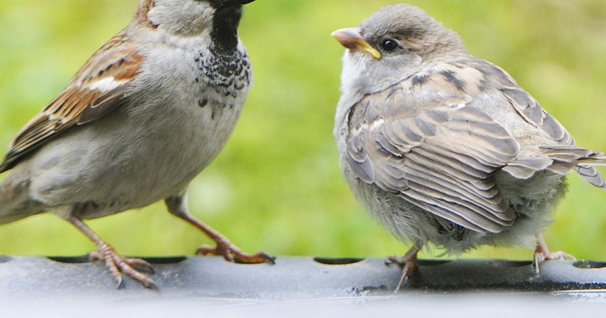 A Guide To Types Of Birds | Love The Garden