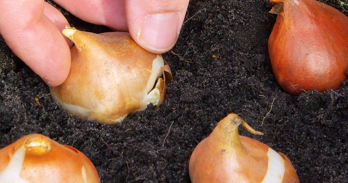 Plantes à bulbes : Choisir et planter bulbes à fleurs en pot ou en terre