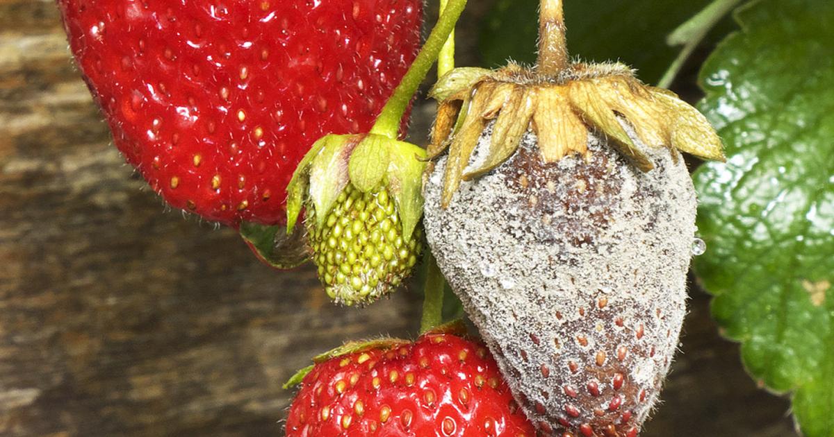 11 common fruit and vegetable problems | Love The Garden