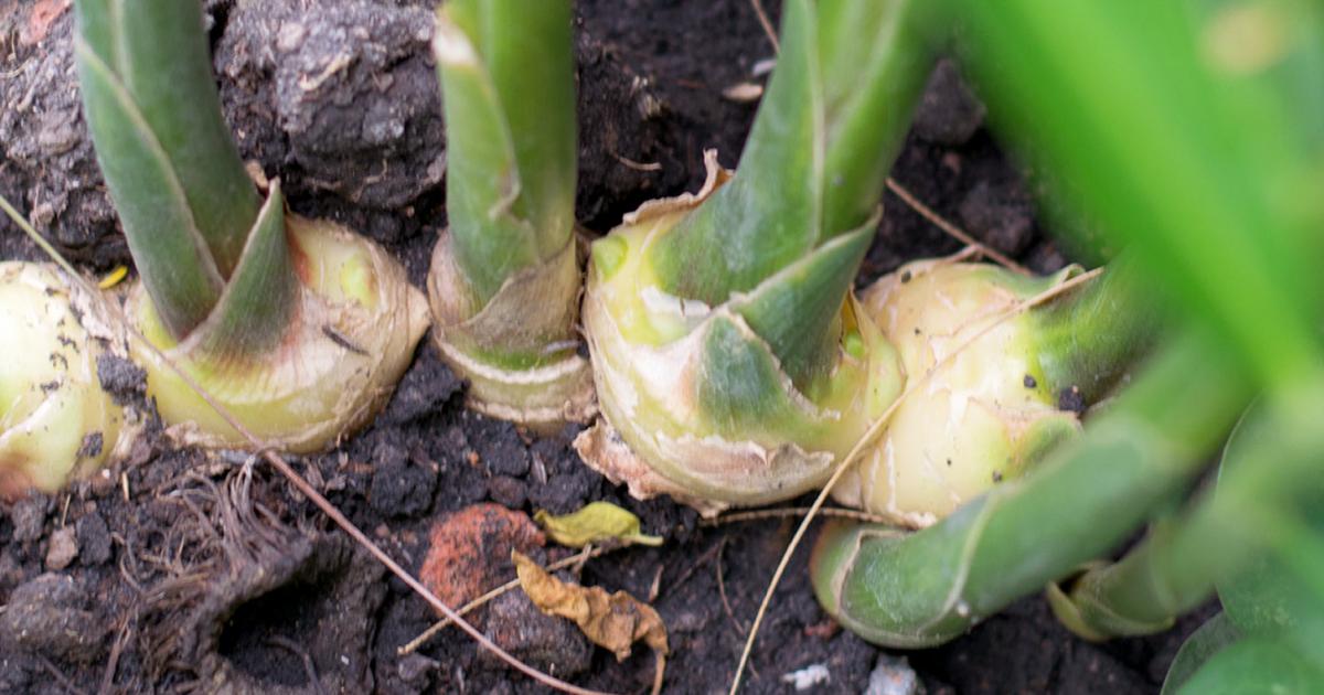 How To Plant, Grow and Care For Ginger At Home