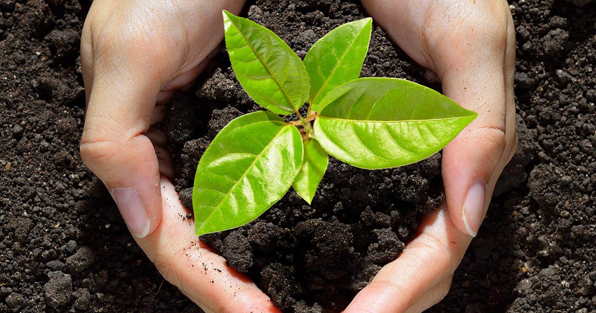 A Guide To growing On Small Plants Lovethegarden A Guide To growing On Small Plants Lovethegarden