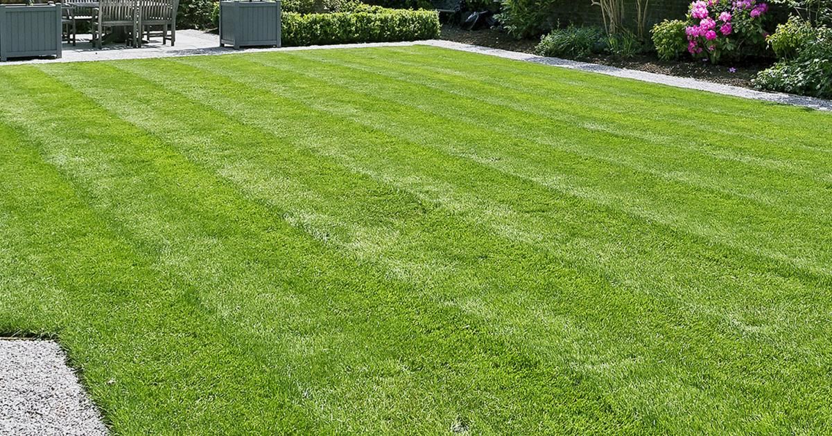 Quand Renouveler La Végétation De Sa Pelouse – LLZJNQ