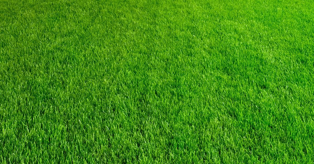 Top tips for a better, healthier lawn | Love The Garden