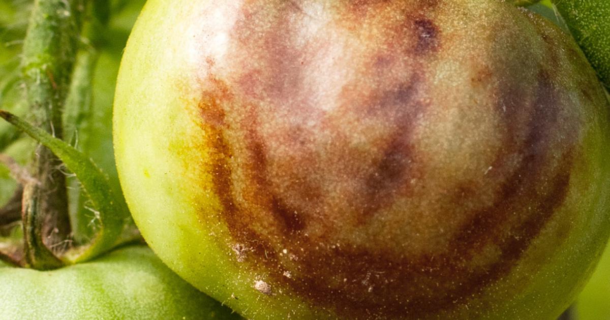 Blight - treatment and control | Love The Garden