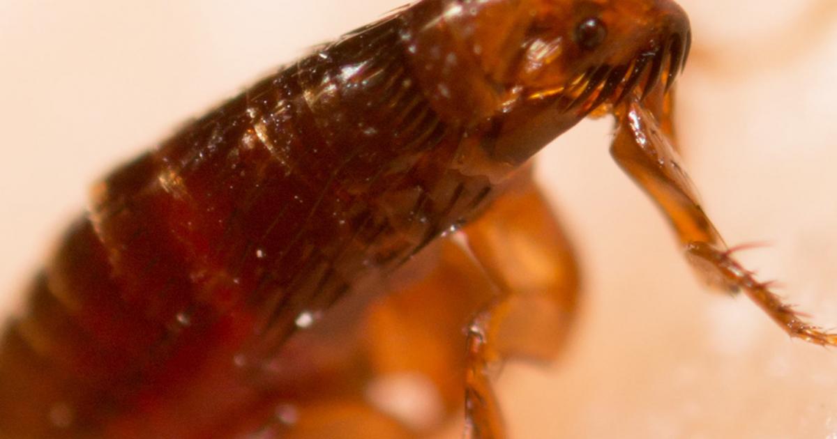 Fleas - treatment and control | Love The Garden