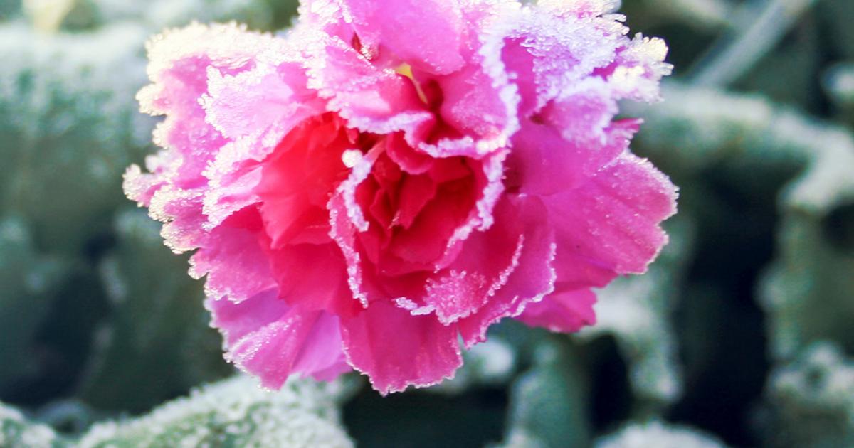 Frost damage - treatment and control | Love The Garden